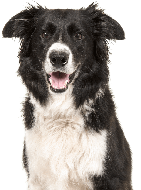 Veterinary Diagnostics & Labwork in Gretna, LA | Quality Pet Care