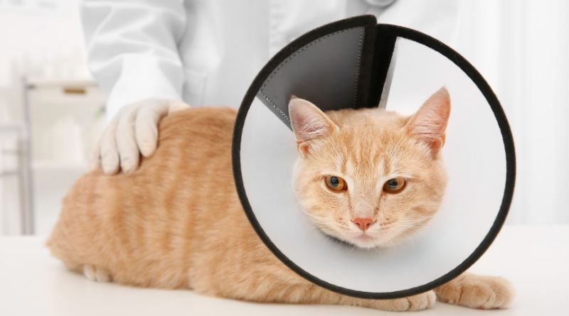 Veterinary Surgery Services in Gretna, LA | Quality Pet Care