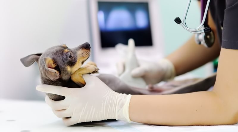 Veterinary Diagnostics & Labwork in Gretna, LA | Quality Pet Care