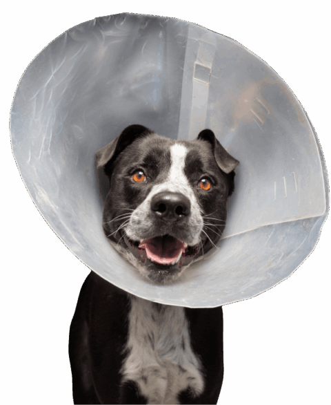 Veterinary Surgery Services in Gretna, LA | Quality Pet Care