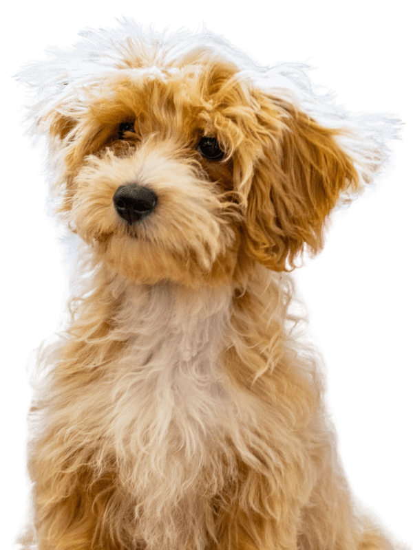 Pain Management for Pets in Gretna, LA | Quality Pet Care