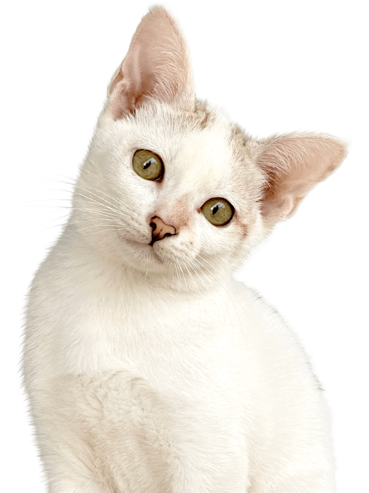 Boarding Form | Quality Pet Care