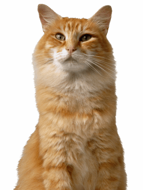 Dental Procedure Consent | Quality Pet Care