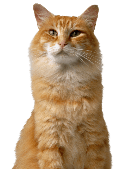 Dental Procedure Consent | Quality Pet Care