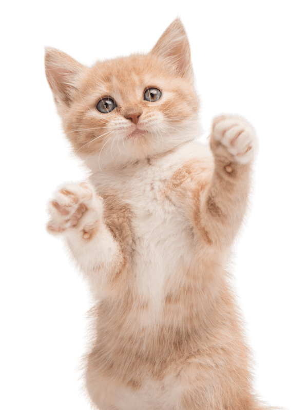 Routine Pet Wellness & Checkups in Gretna, LA | Quality Pet Care