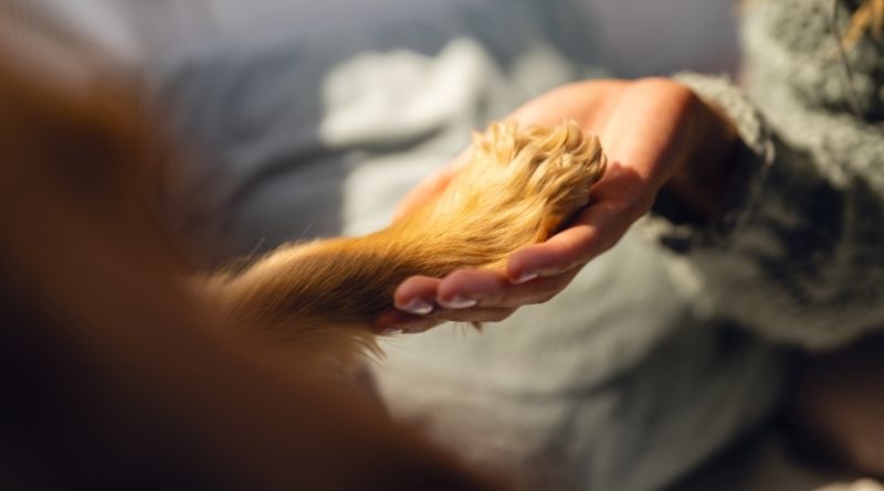 Pet Euthanasia in Gretna, LA | Quality Pet Care