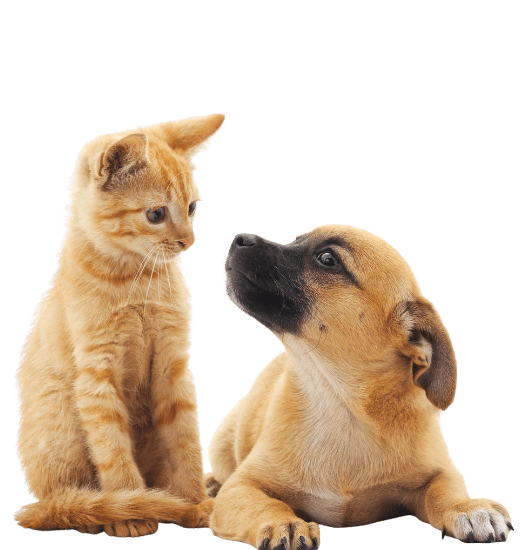 Veterinary Services in Gretna, LA | Quality Pet Care