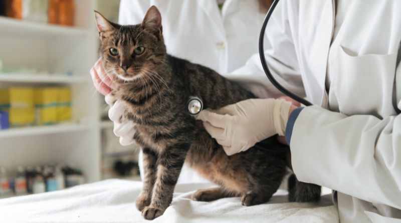 Routine Pet Wellness & Checkups in Gretna, LA | Quality Pet Care